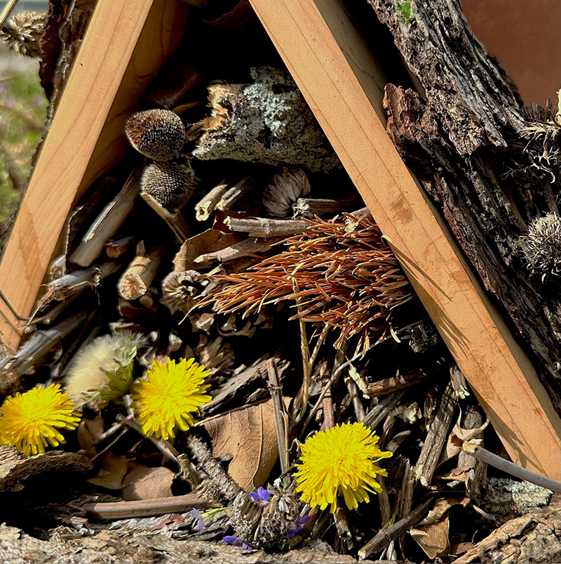 Build a Bug Habitat: Observe, Design, and Discover Insect Homes ...